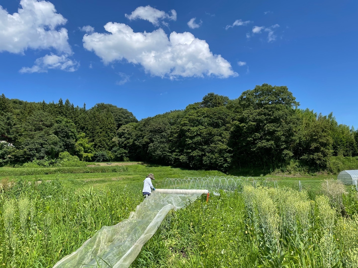 熱中症、厳重警戒だけど！？: フクシファーム八ヶ岳