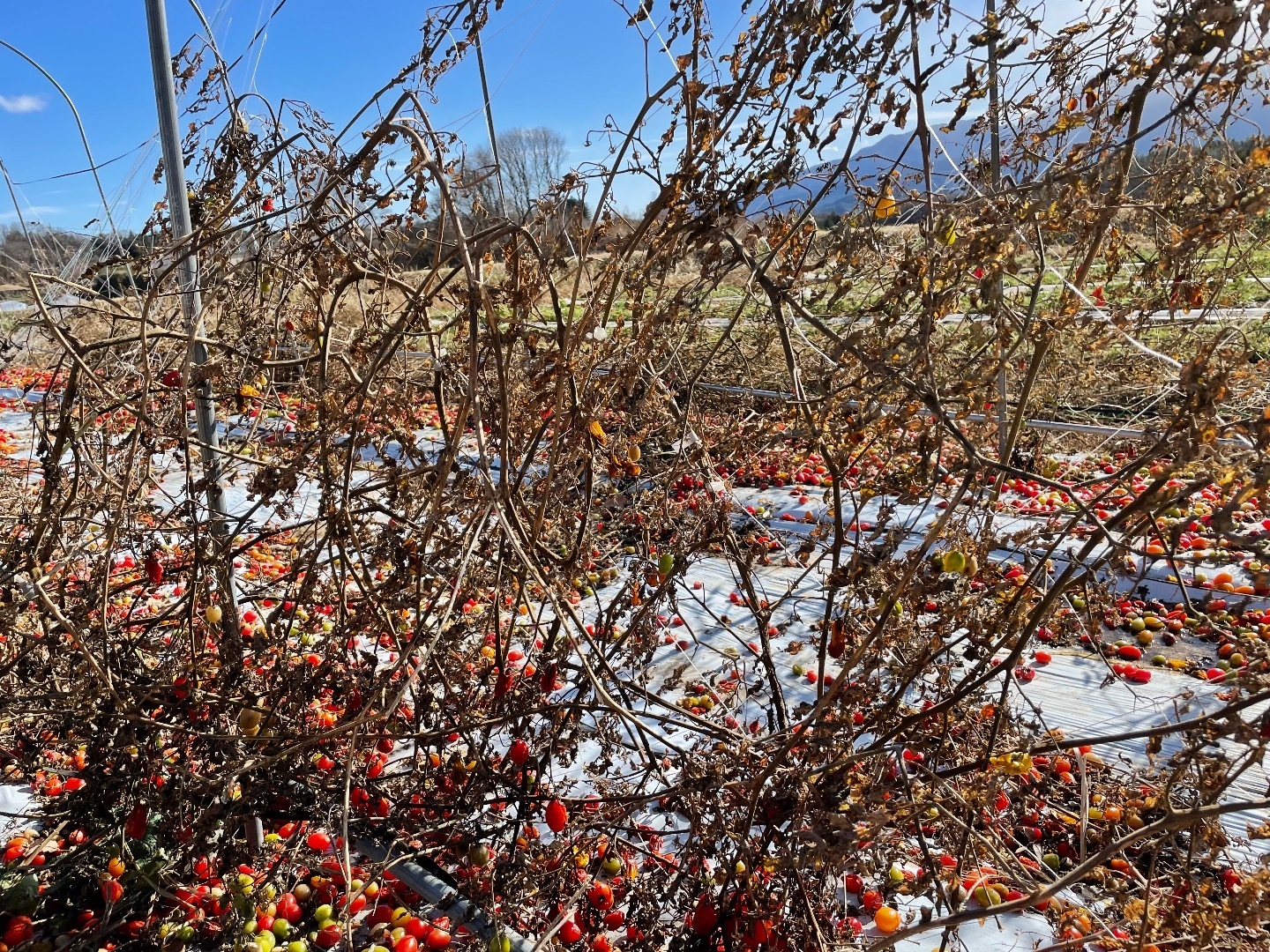 ミニトマト片付け、大変！: フクシファーム八ヶ岳