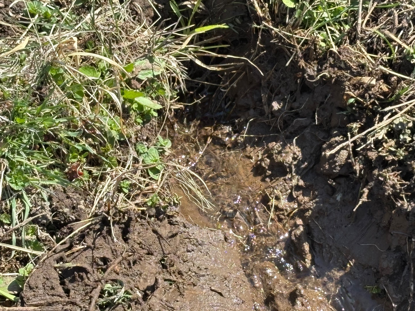 今年はせりは収穫できない！？: フクシファーム八ヶ岳