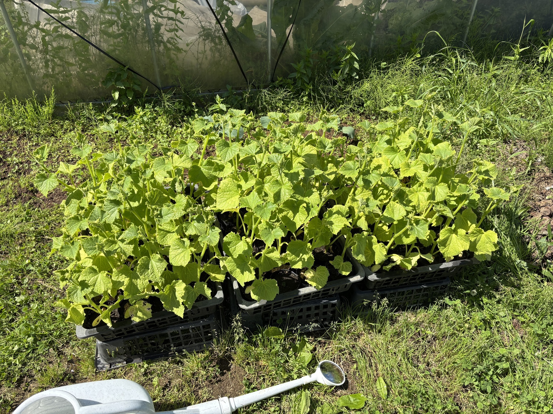 きゅうり苗植えドキュメント: フクシファーム八ヶ岳