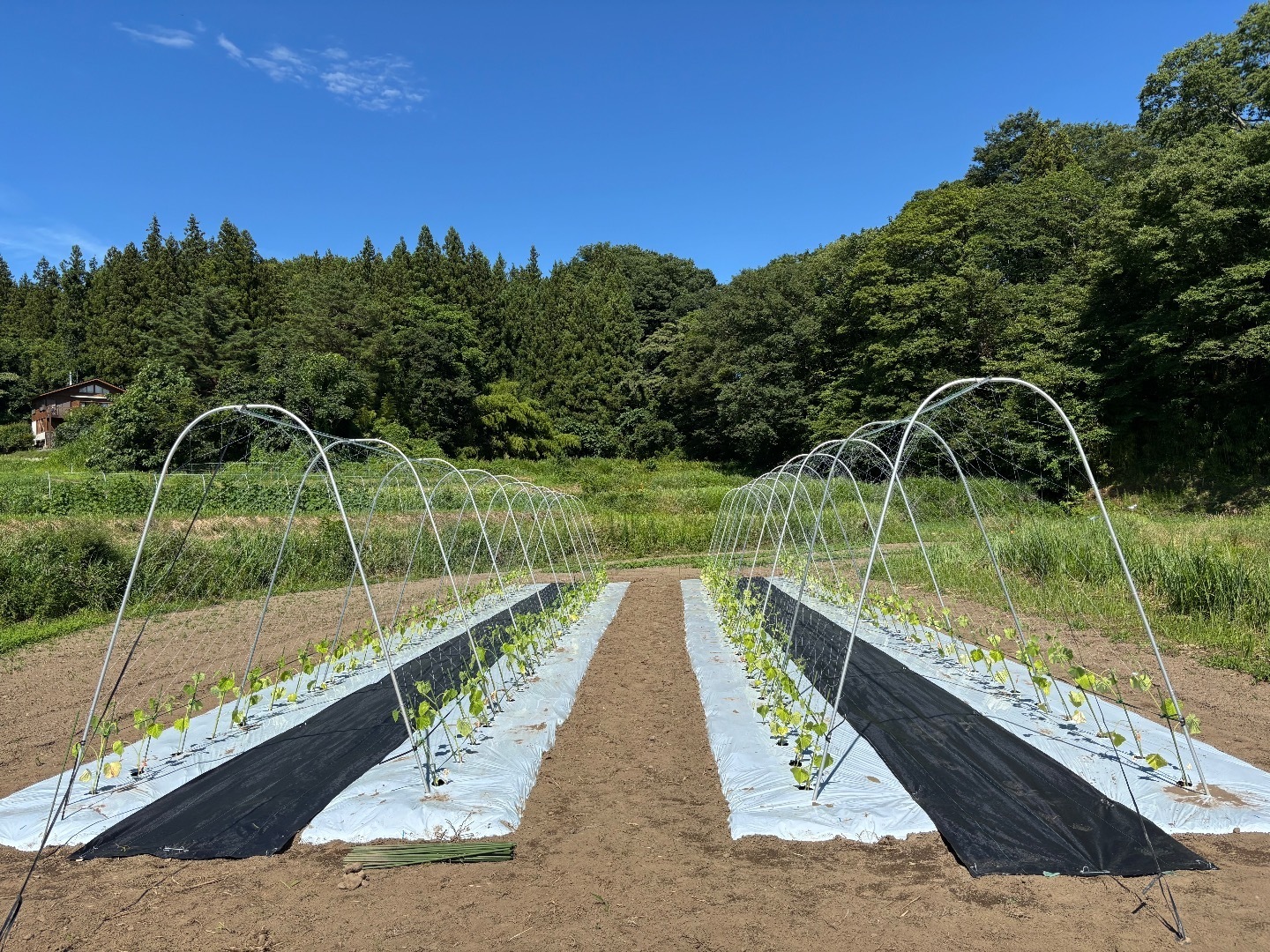 防草シート敷き完了！: フクシファーム八ヶ岳