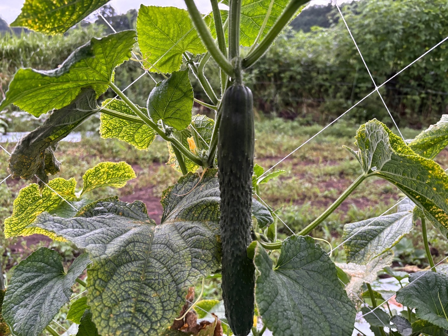 8月売り上げ好調！: フクシファーム八ヶ岳